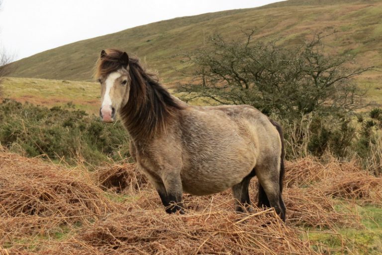Communicating With Animals From Their Photo - Animal Thoughts