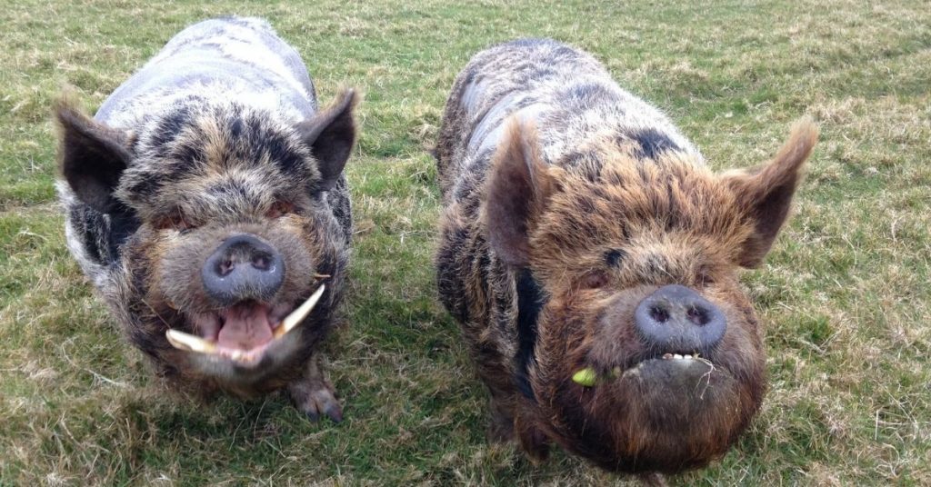 Communicating with Outside Animals - Animal Thoughts