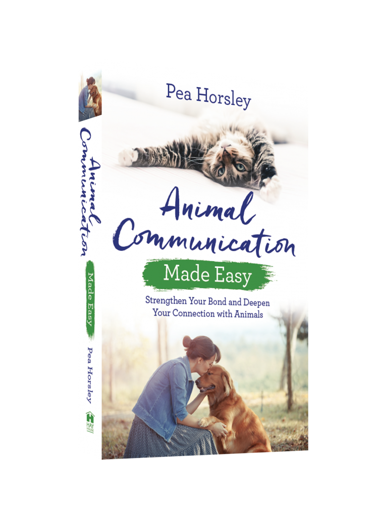 5 Tips For Basic Animal Communication - Animal Thoughts