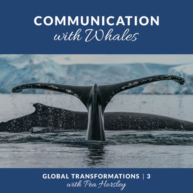 Guided Communications with Animals - Animal Thoughts