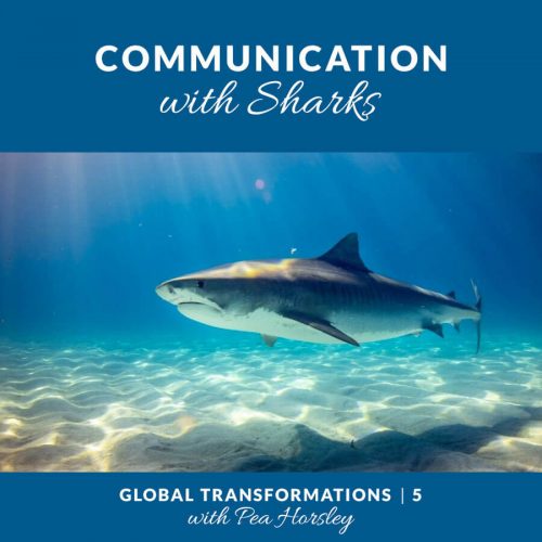 Guided Communications with Animals - Animal Thoughts