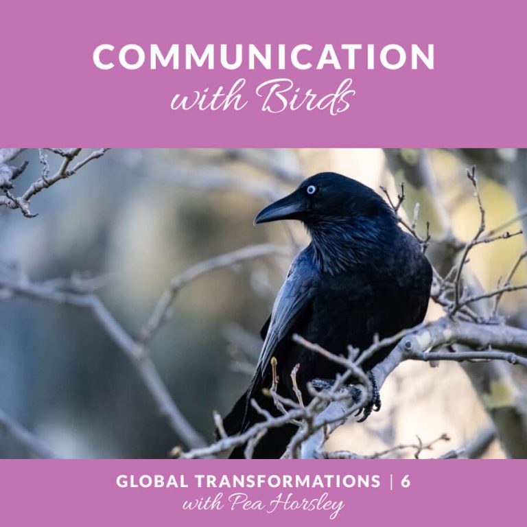 Checkout: Communication with Birds - Animal Thoughts