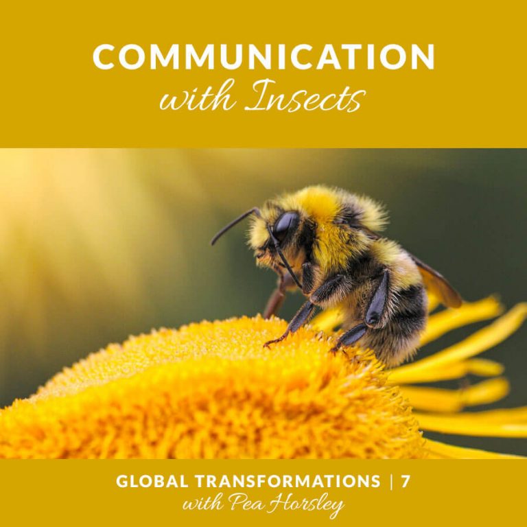 Guided Communications with Animals - Animal Thoughts