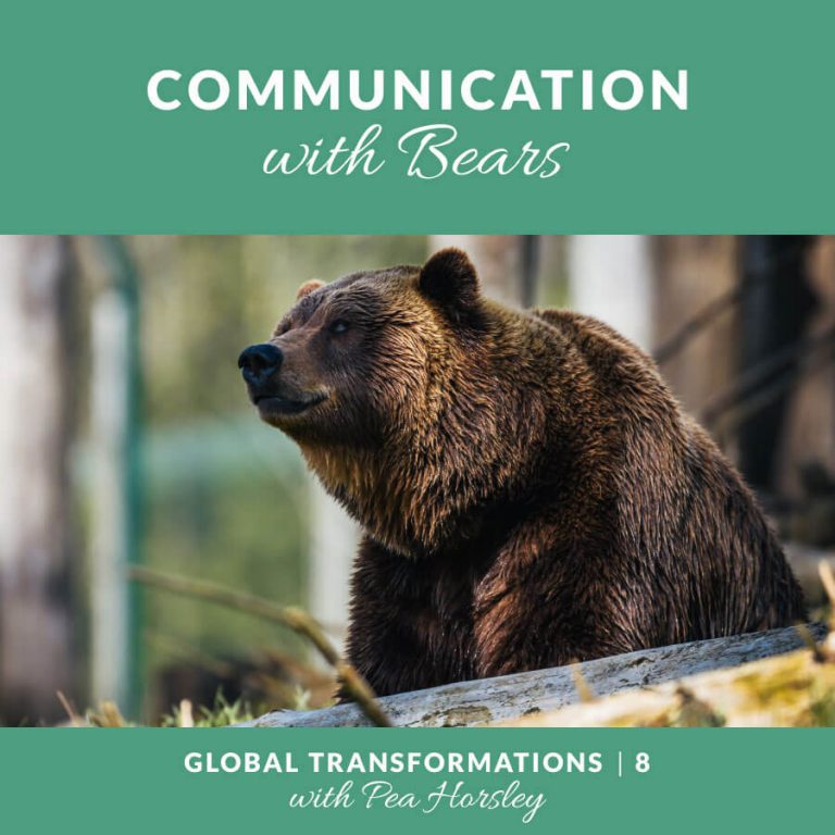 Checkout: Communication with Bears - Animal Thoughts