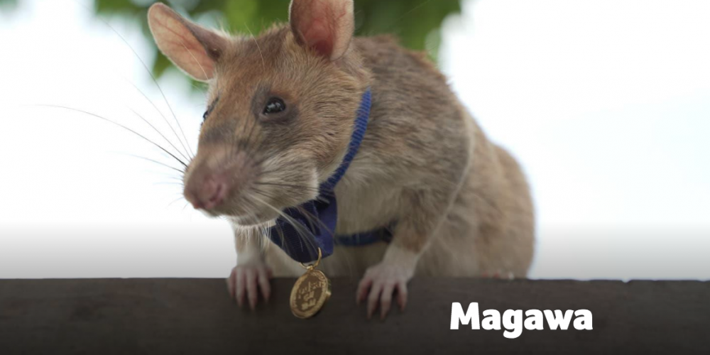 HeroRAT Magawa Awarded PDSA Gold Medal For Bravery - Animal Thoughts