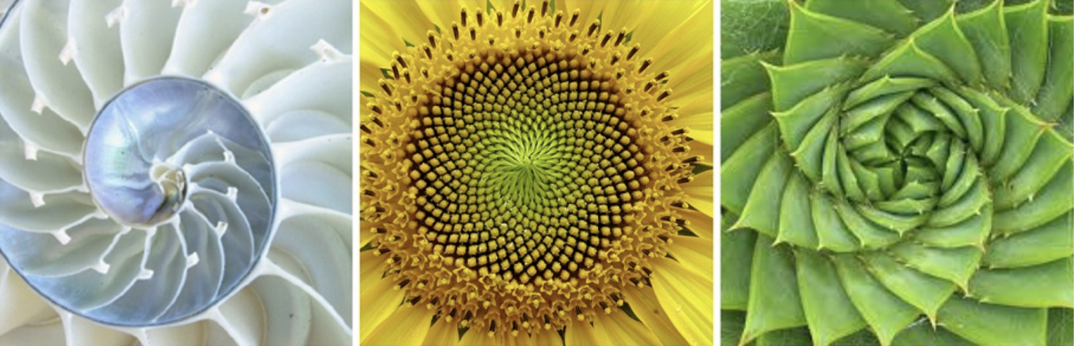 The Golden Ratio in Nature - Animal Thoughts