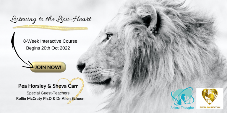 Course: Listening to the Lion-Heart - Animal Thoughts