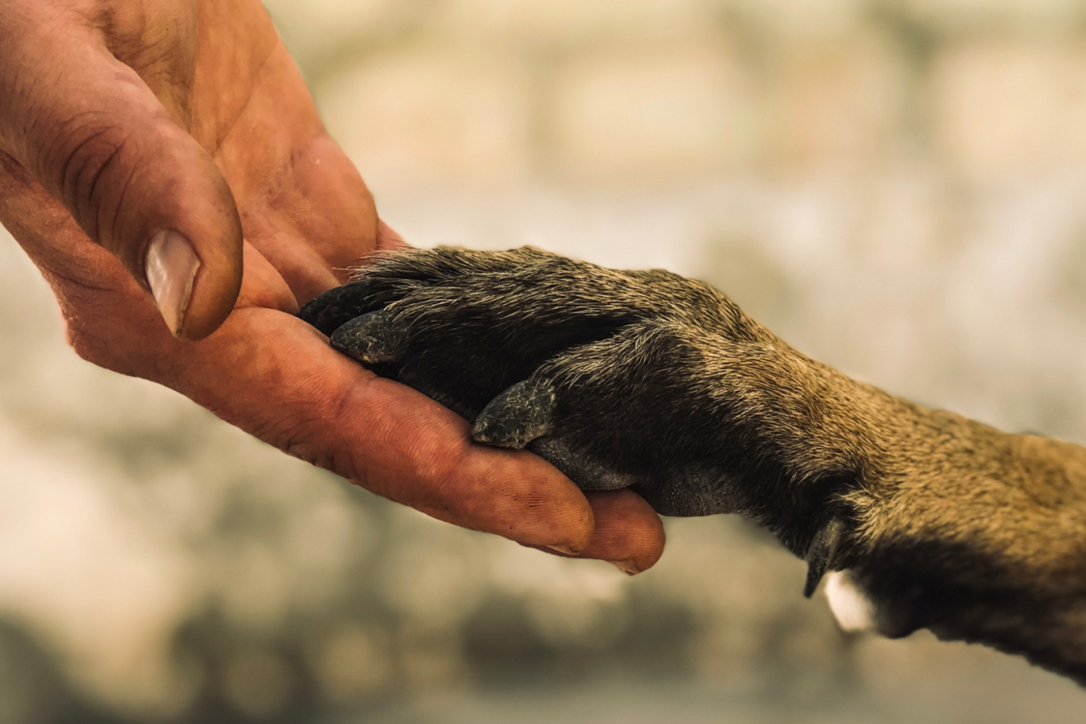 3 Ways Listening to Animals Can Transform Your Life - Animal Thoughts