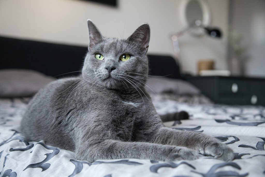 Animal Communication Techniques: Body Scanning, Gestalt, and Remote ...