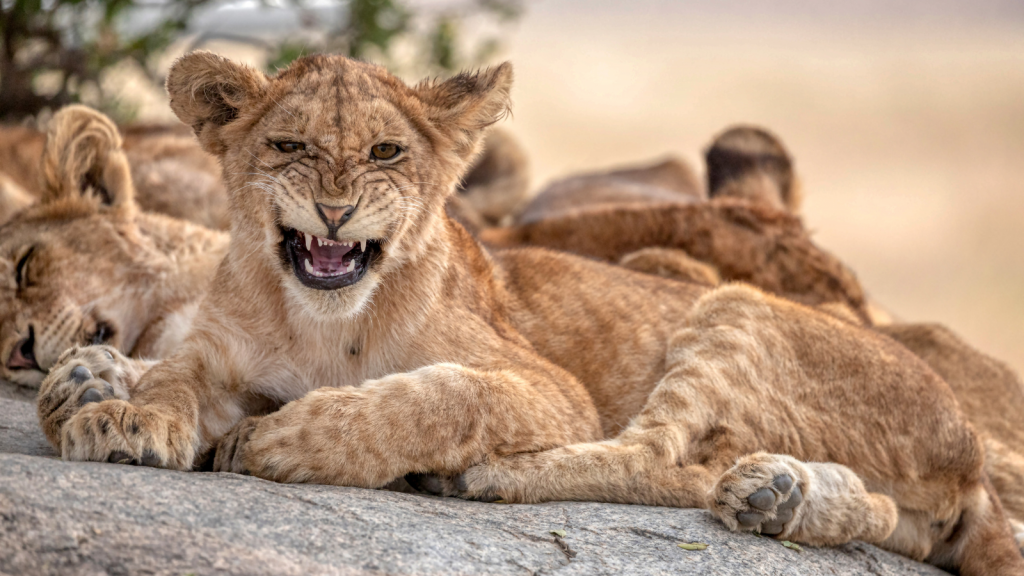 Roaring for Conservation: Understanding the Importance of World Lion ...