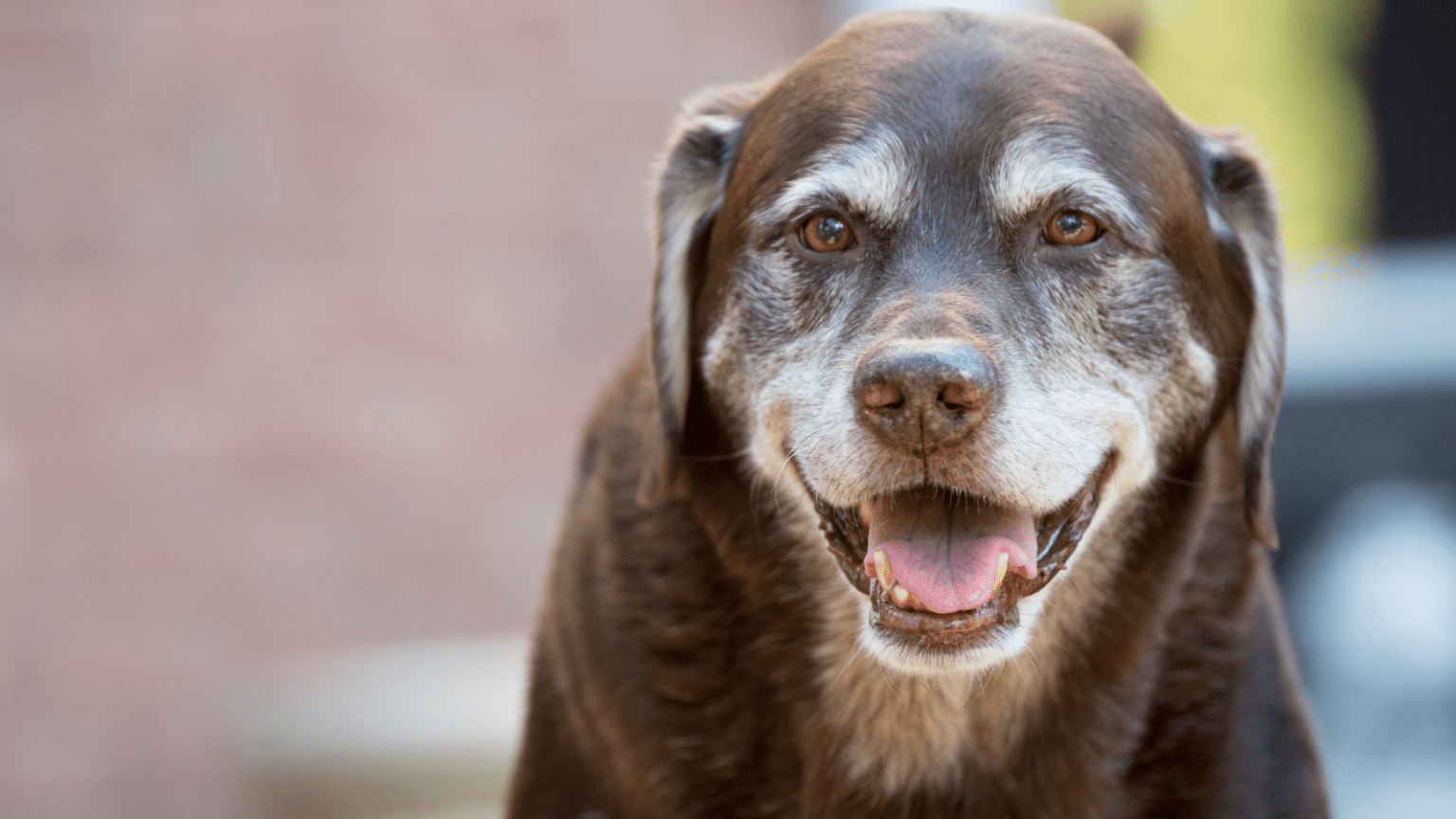 How to Care for Your Animal Companion in Their Final Days - Animal Thoughts