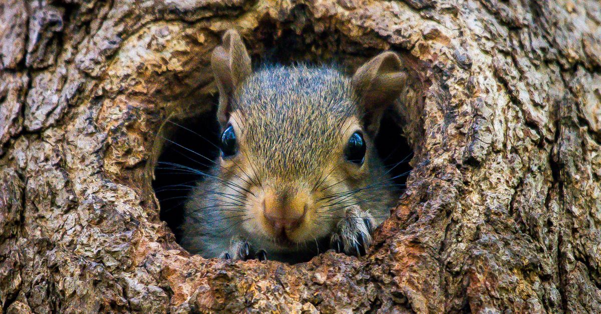 Squirrel Appreciation Day - Animal Thoughts