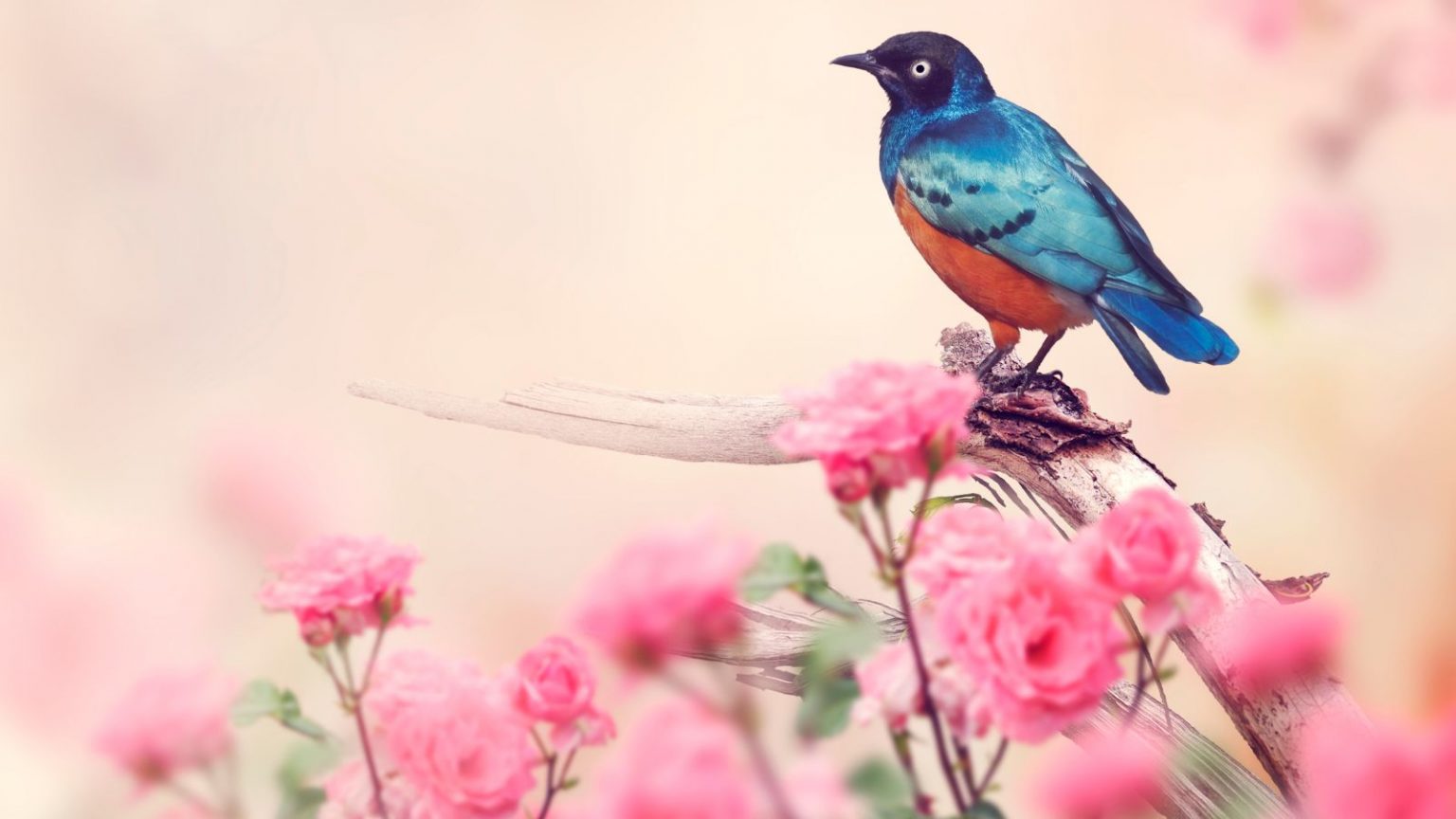 Learn How to Communicate with Animals - Animal Thoughts