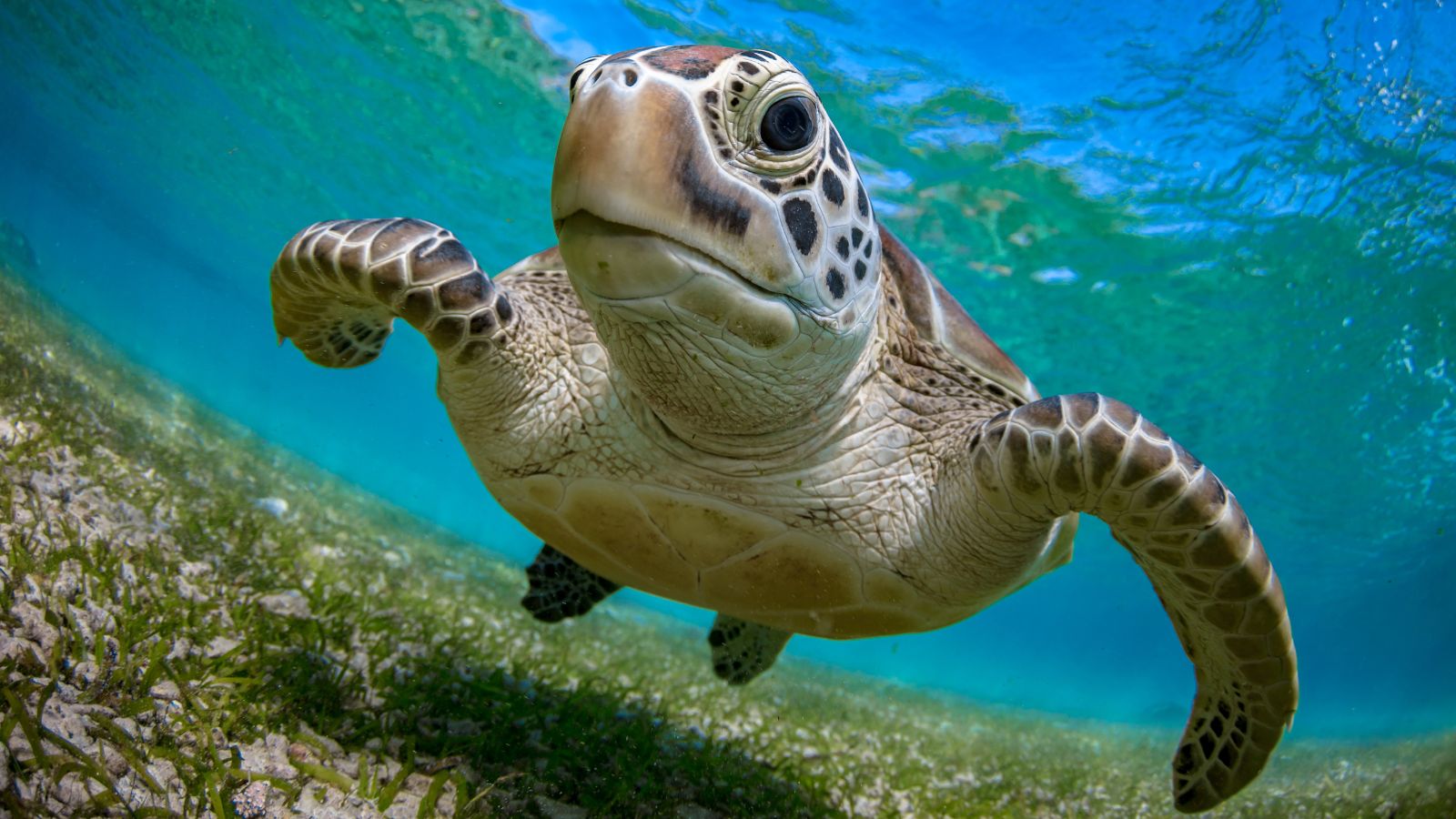 How Dugongs and Sea Turtles Help Seagrass | Awareness Month - Animal ...