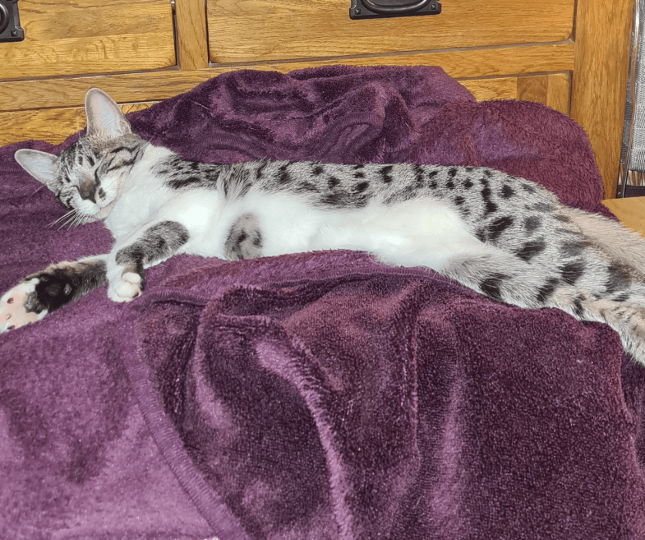 Bringing a House Cat Home With Animal Communication Visualisation ...
