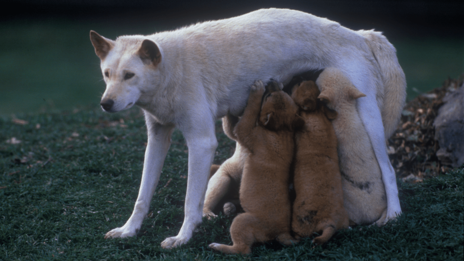 Reshaping the Dingo Narrative | A Look at Interspecies Peace - Animal ...