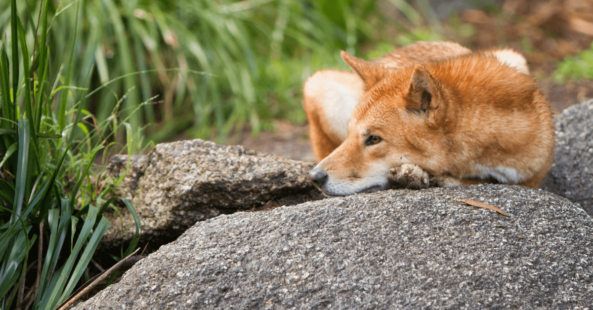 Reshaping the Dingo Narrative | A Look at Interspecies Peace - Animal ...