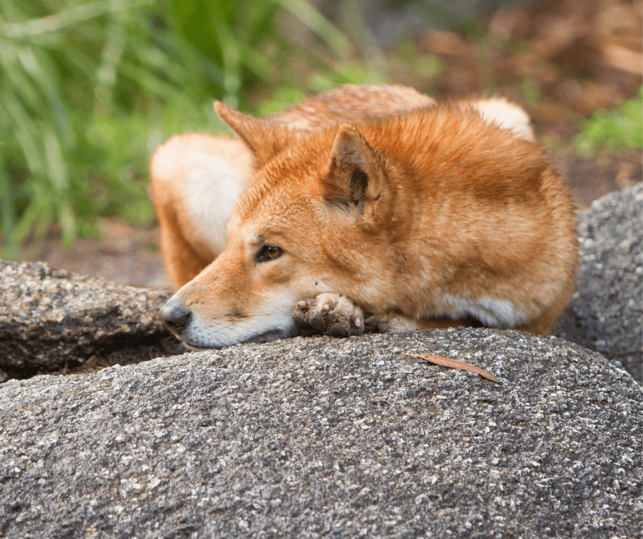 Reshaping the Dingo Narrative | A Look at Interspecies Peace - Animal ...