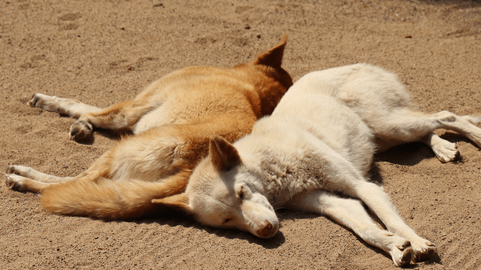 Reshaping the Dingo Narrative | A Look at Interspecies Peace - Animal ...