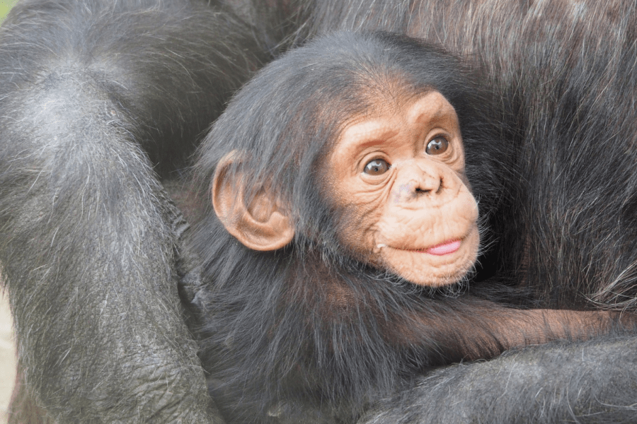 11 Animal Quotes That Will Inspire You - Animal Thoughts