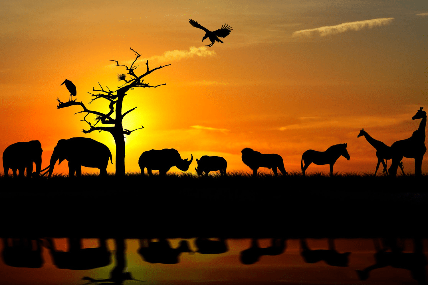 11 Animal Quotes That Will Inspire You - Animal Thoughts