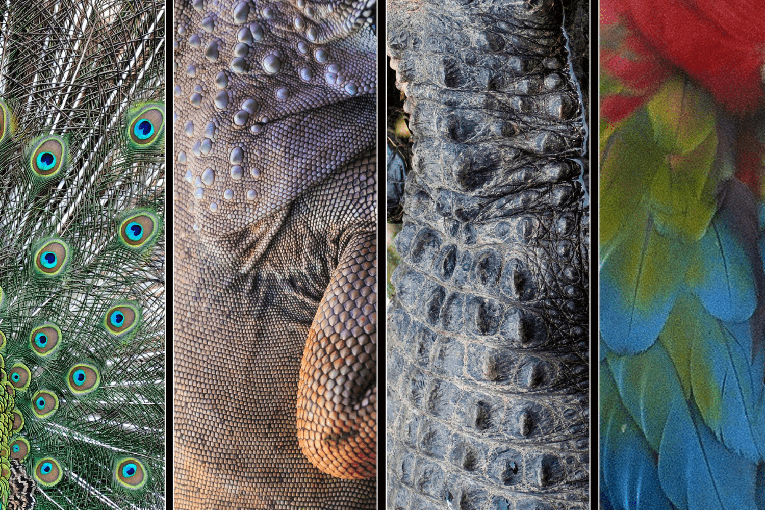 11 Animal Quotes That Will Inspire You - Animal Thoughts