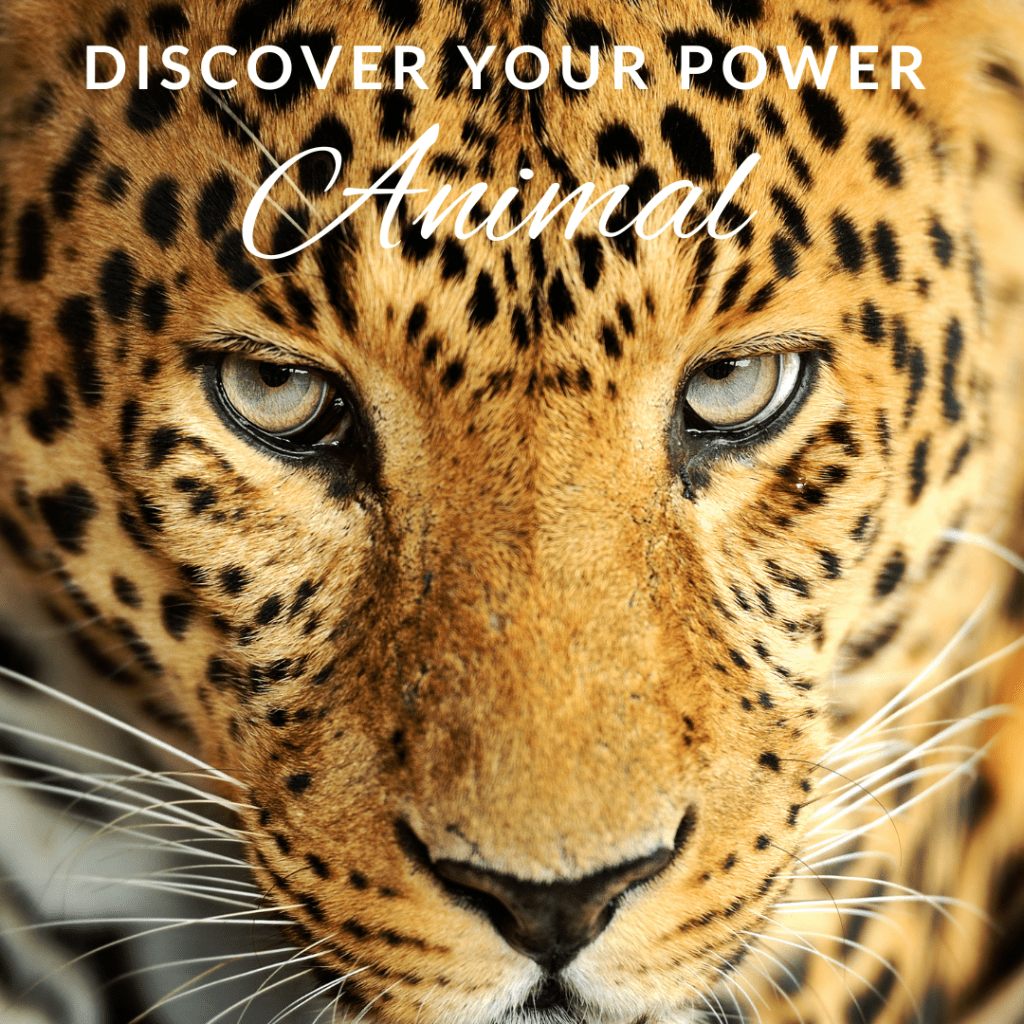 Animal Communication | Pea Horsley Animal Communicator