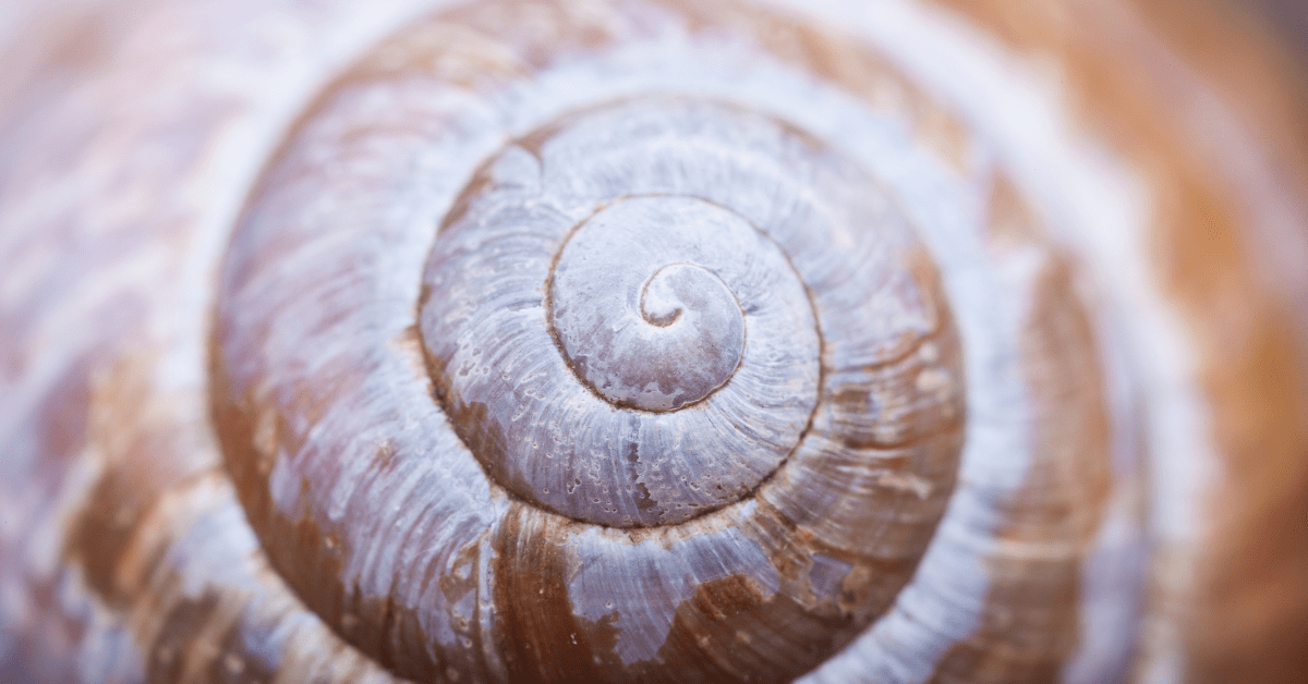 Your Ultimate Guide To Sacred Geometry Symbols - Animal Thoughts