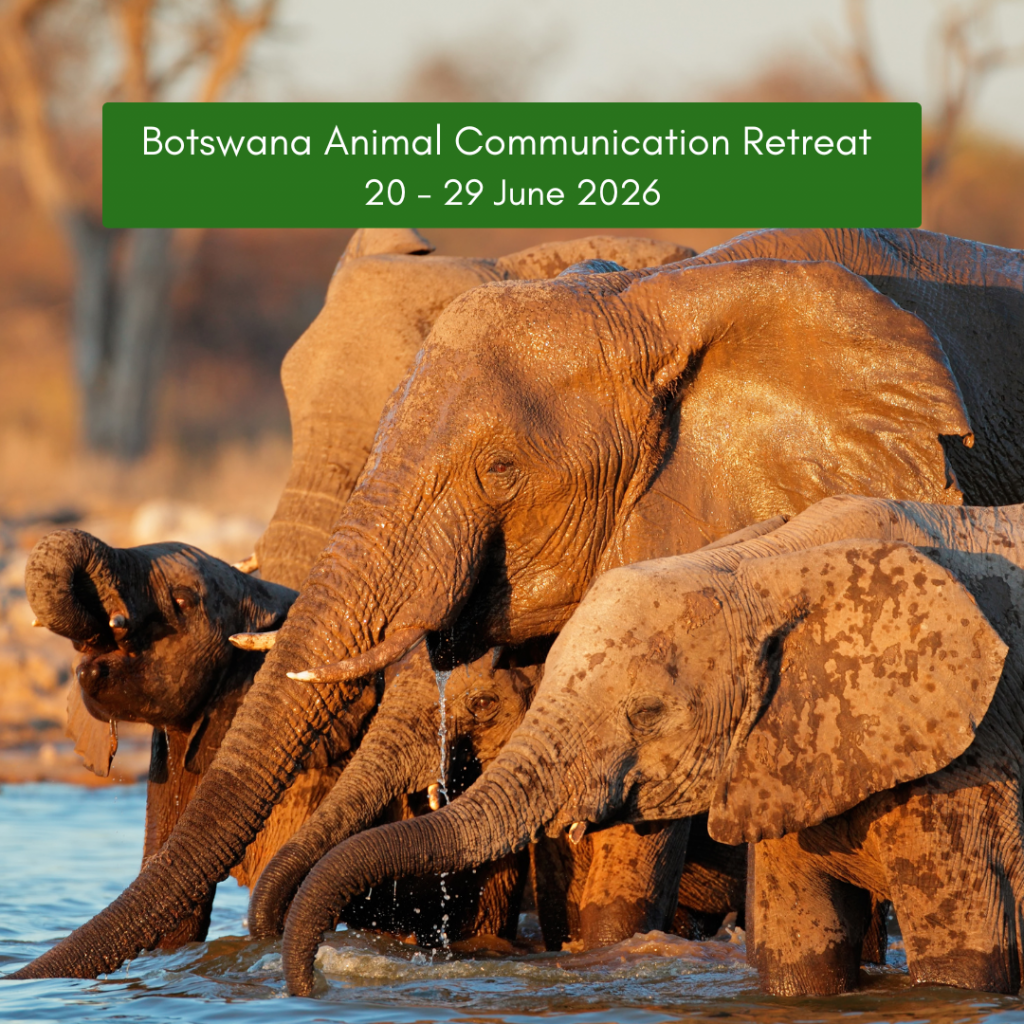 Botswana Animal Communication Retreat 2026 - Animal Thoughts