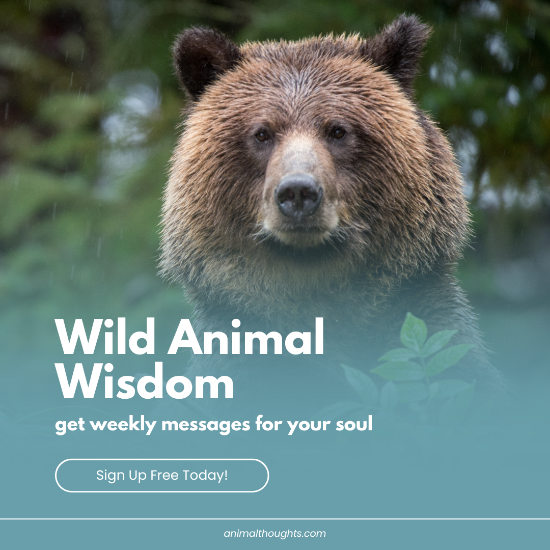 Listening Beyond Words: Receiving Animal Wisdom through Telepathic ...