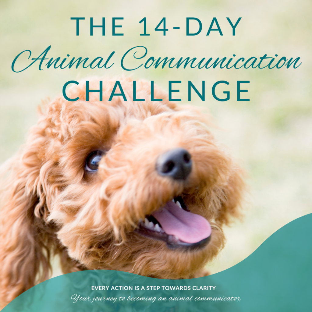 Animal Communication | Pea Horsley Animal Communicator