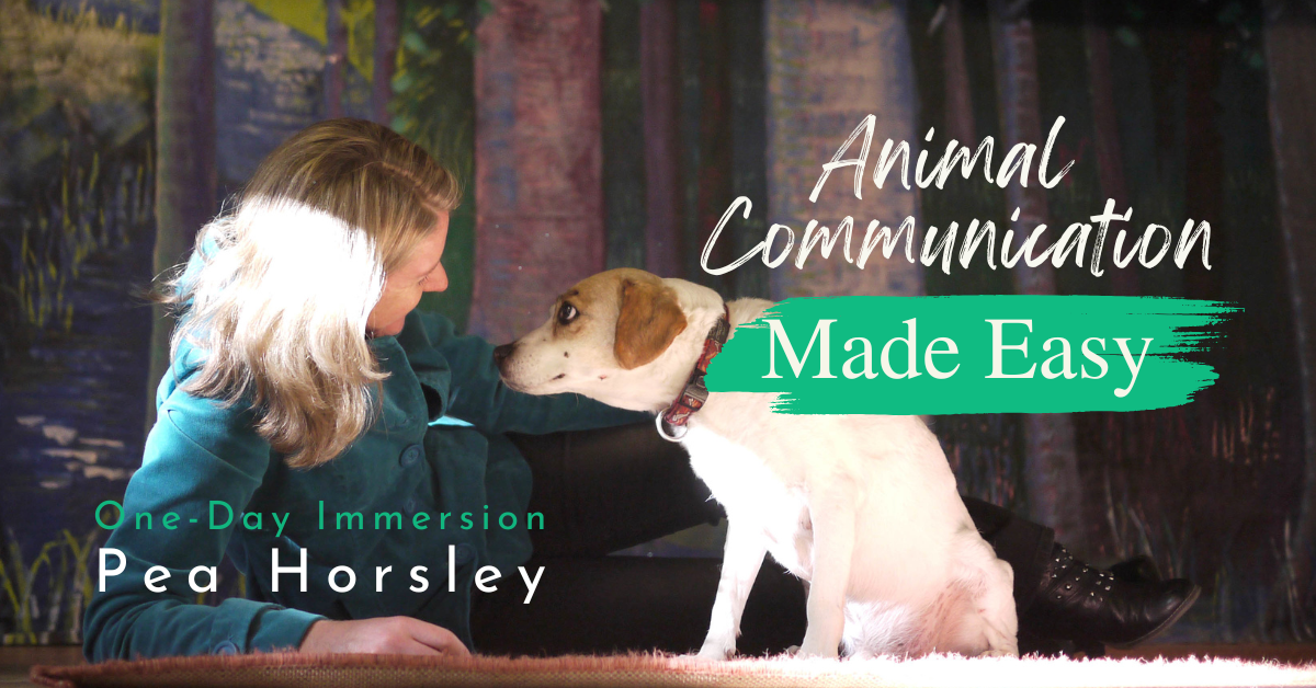 Animal Communication Made Easy Workshop - Animal Thoughts